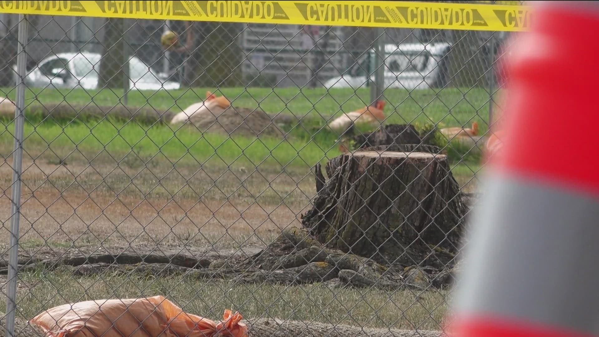 City of San Diego removes 46 trees on Mission Boulevard near Belmont ...