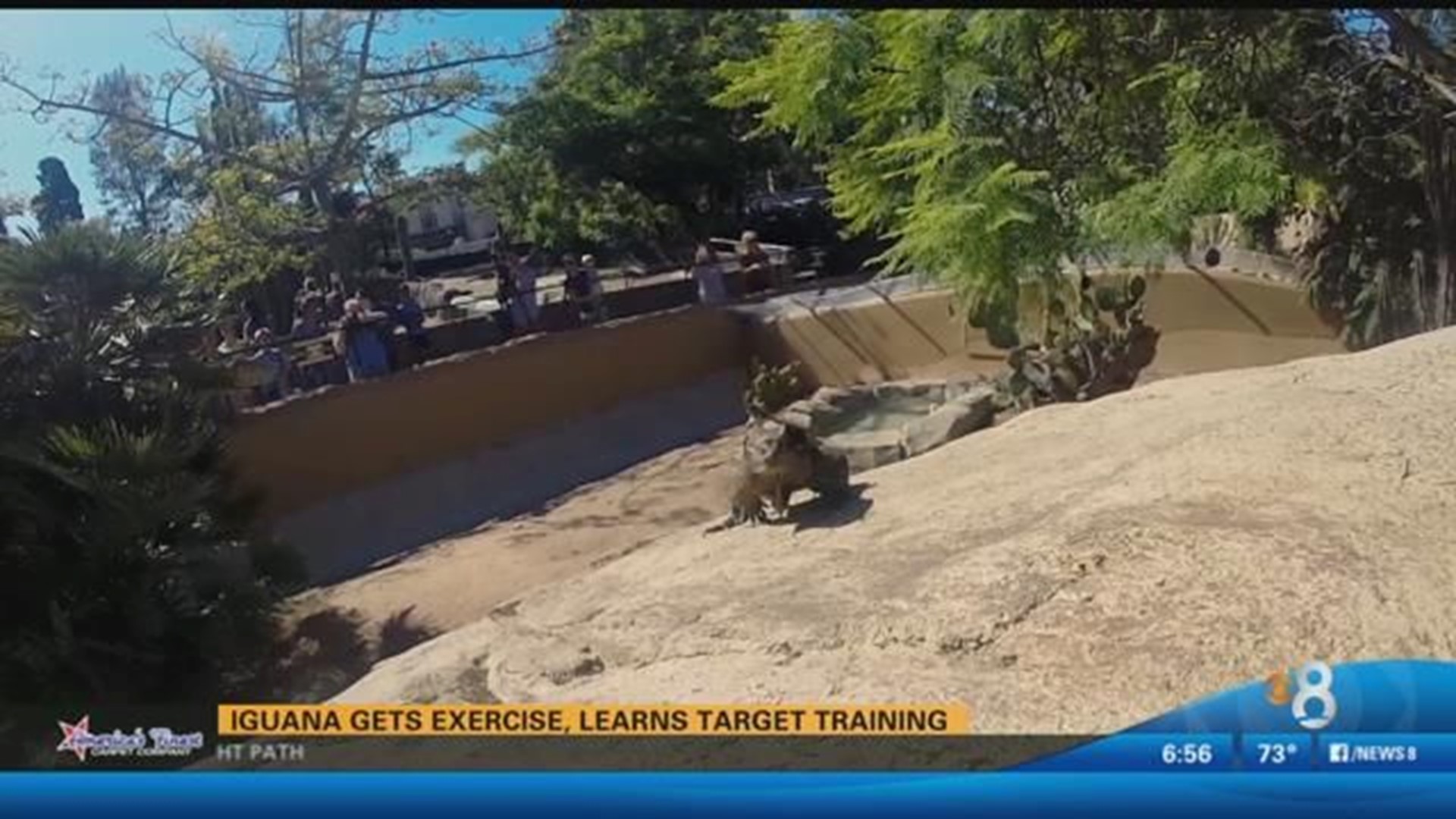 San Diego Zoo iguana gets exercise, learns target training | cbs8.com