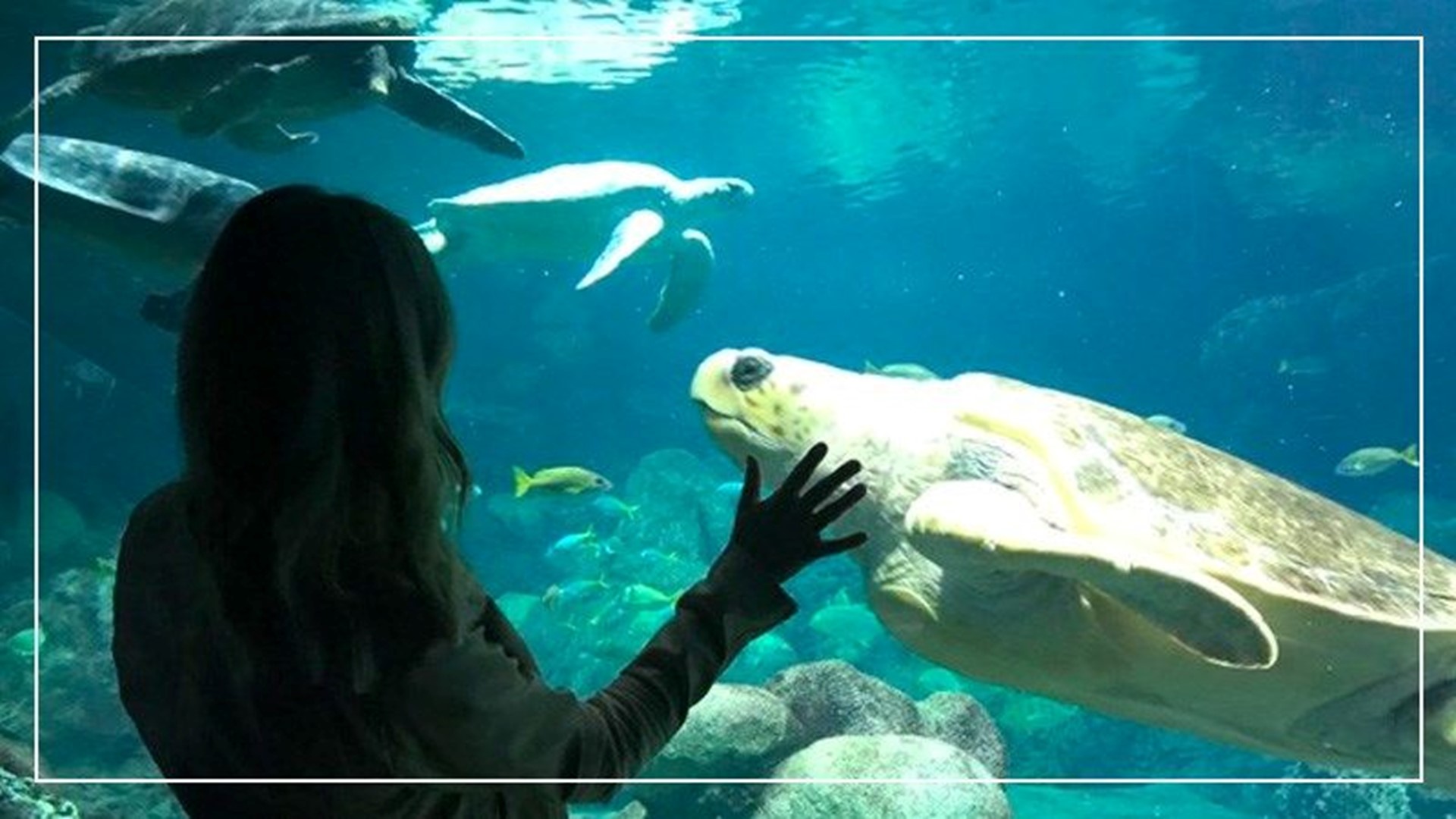 Meet trainers, keepers & see animals up close during Inside Look at ...