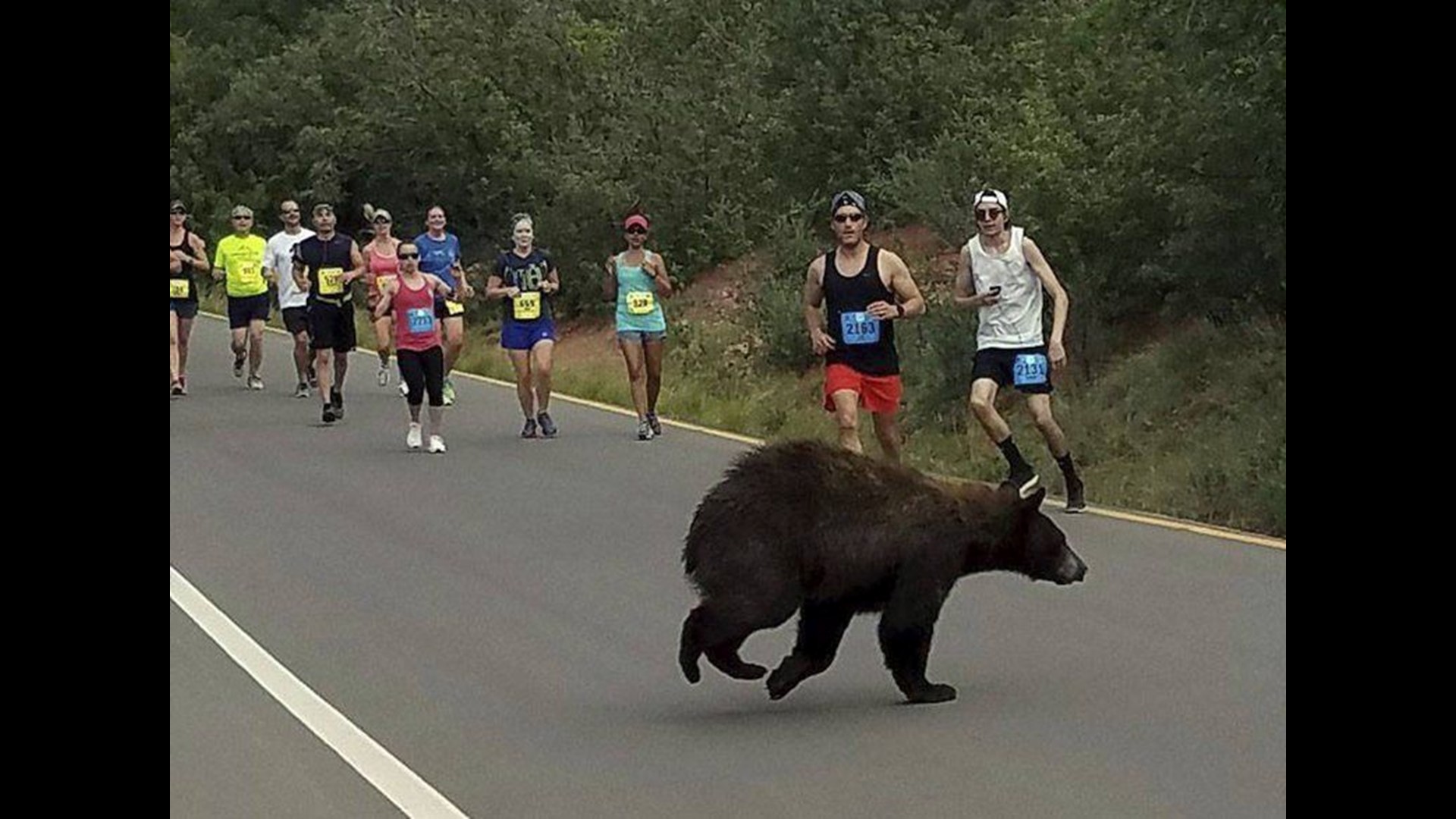 That’s no normal runner: Bear crosses through Colorado race | cbs8.com