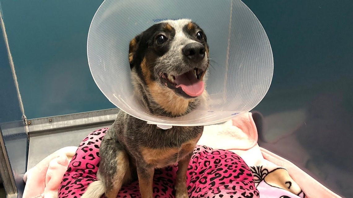 Severely injured dog now ready for adoption | cbs8.com