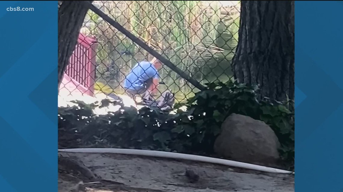 Man steals duck from San Diego pond | cbs8.com