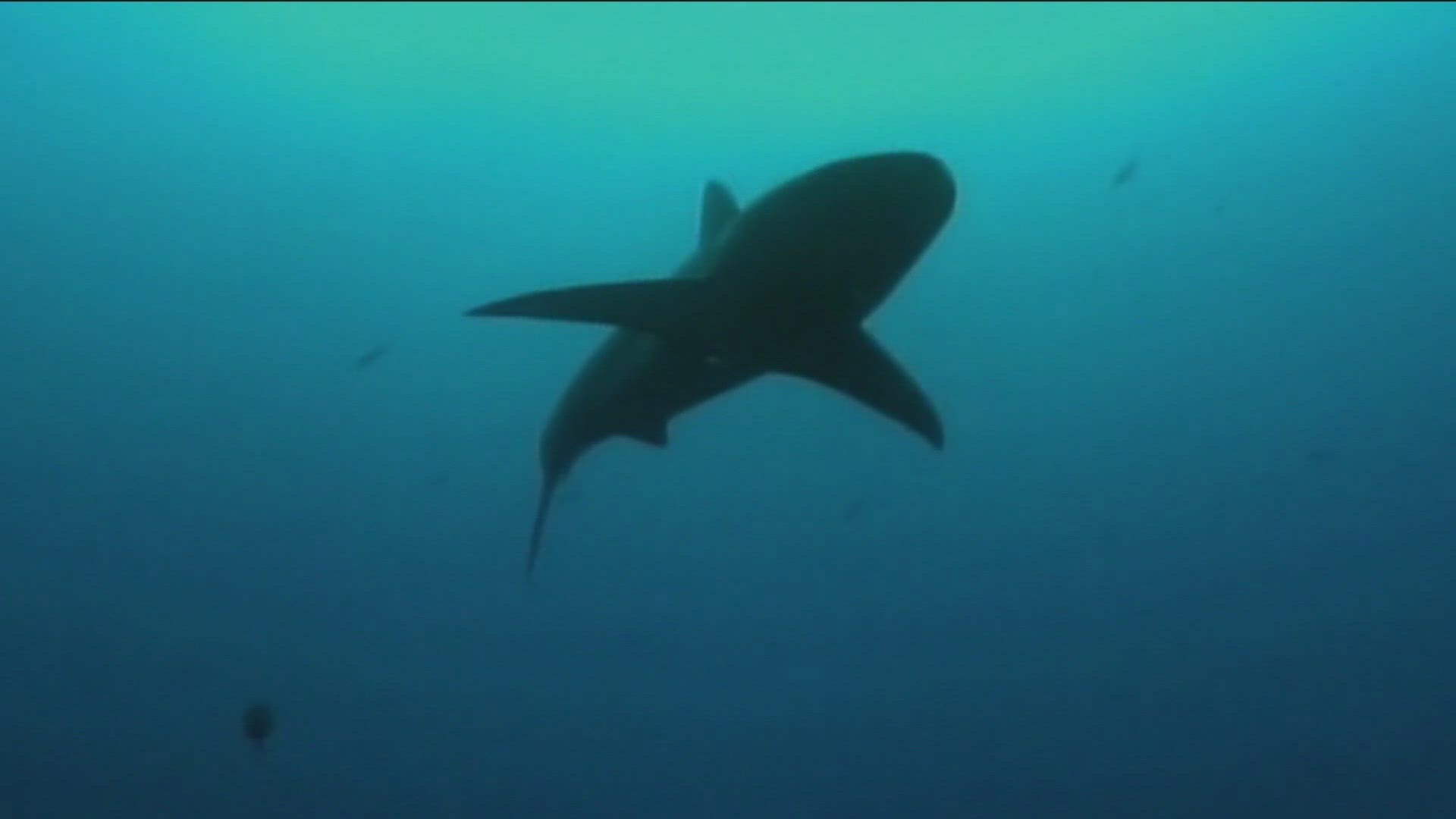 Shark experts predict 'Sharky Summer' for San Diego as marine heat wave ...