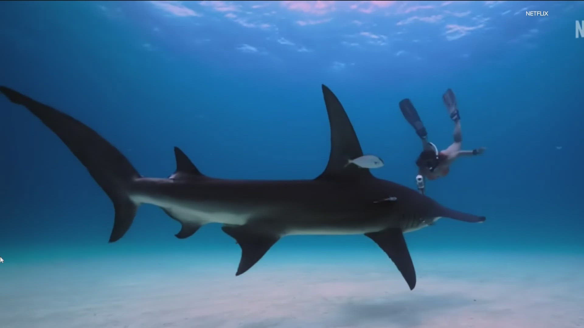 UC San Diego scientist stars in Netflix shark series | cbs8.com