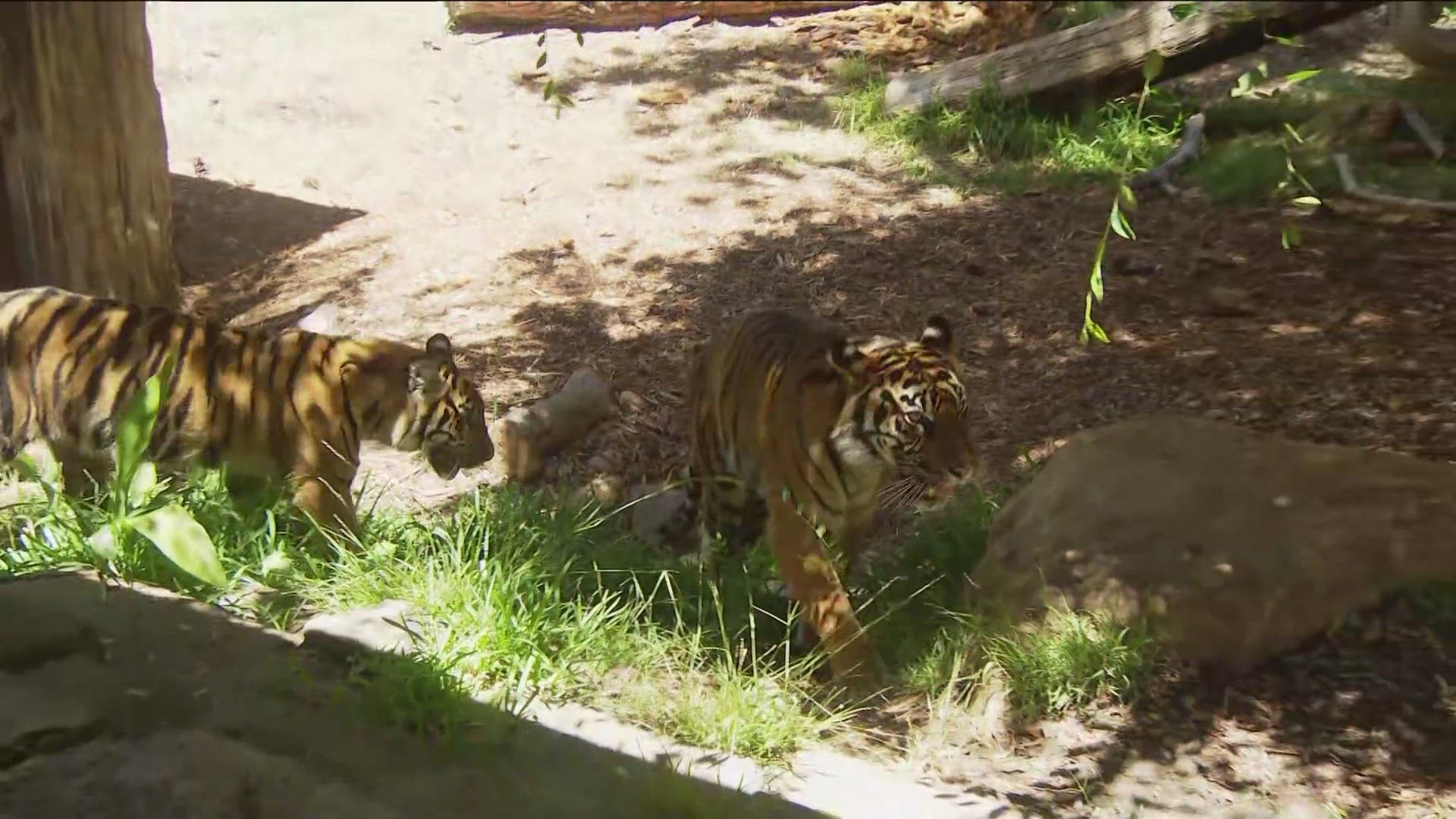 Zoo Day | Meet the tiger | cbs8.com