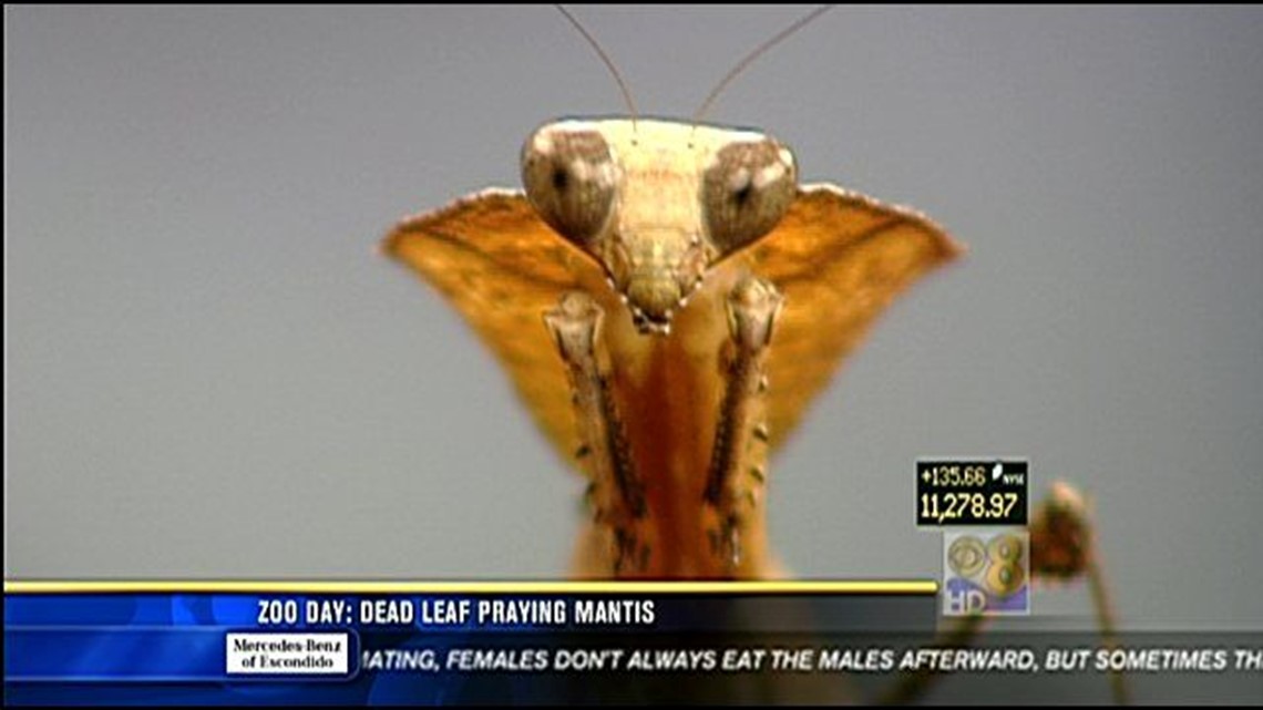 Zoo Day: Dead leaf praying mantis | cbs8.com