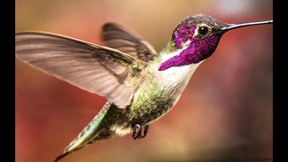 Backyard Photographer: The buzz over his amazing hummingbird pictures ...
