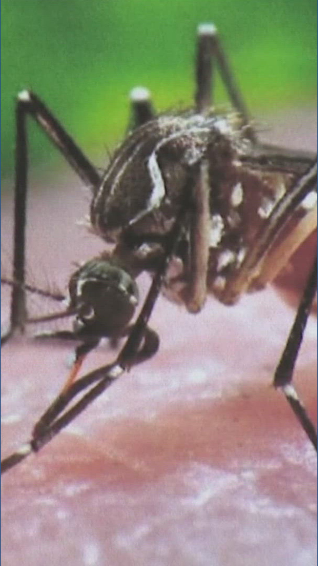 Invasive 'ankle biter' mosquitos discovered in San Diego | cbs8.com