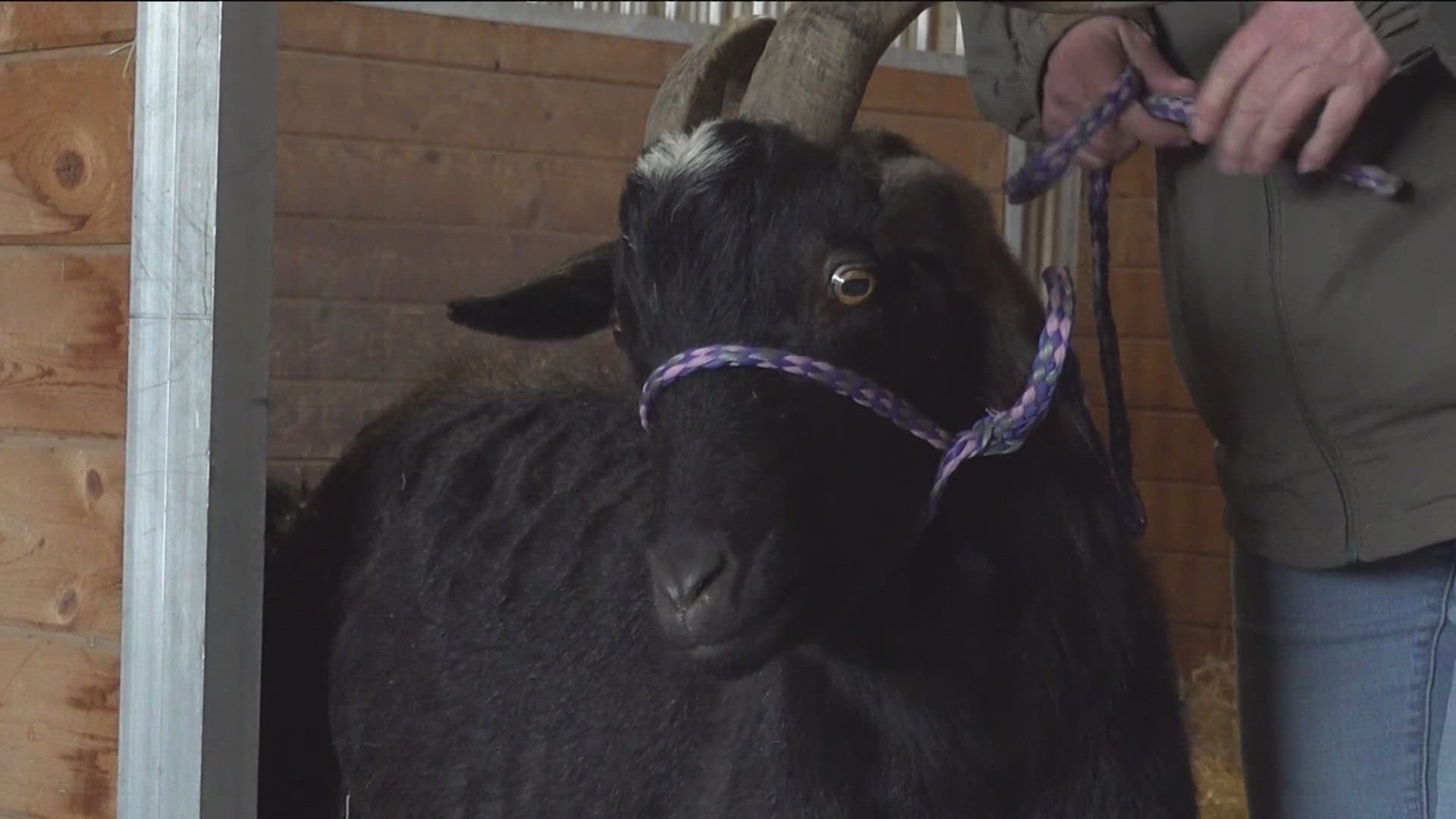 A goat for their GOAT | Chargers adopt a goat to honor former tight end ...