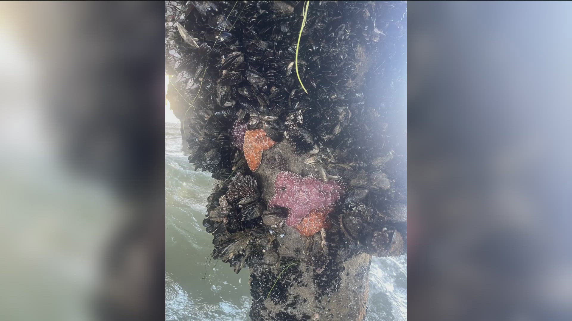 Starfish make comeback in San Diego after near extinction along west ...