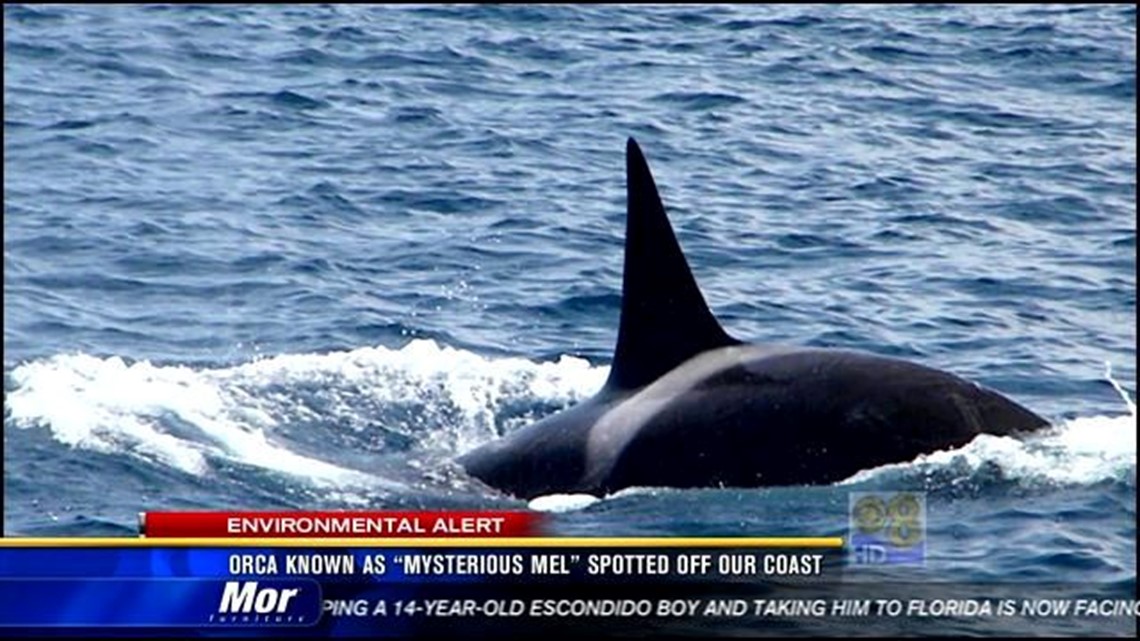 Orca known as "Mysterious Mel" spotted off San Diego | cbs8.com