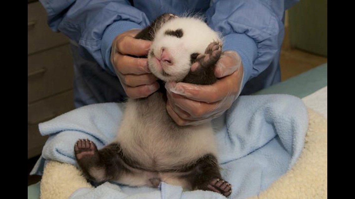 San Diego Zoo: Panda cub is a boy | cbs8.com