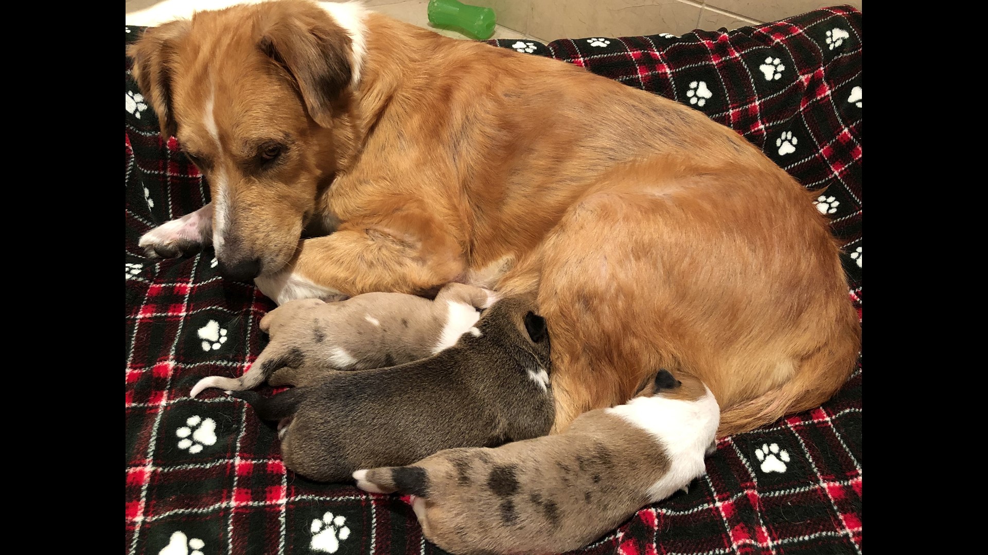 Helen Woodward Animal Center seeks foster families as it sees an influx ...
