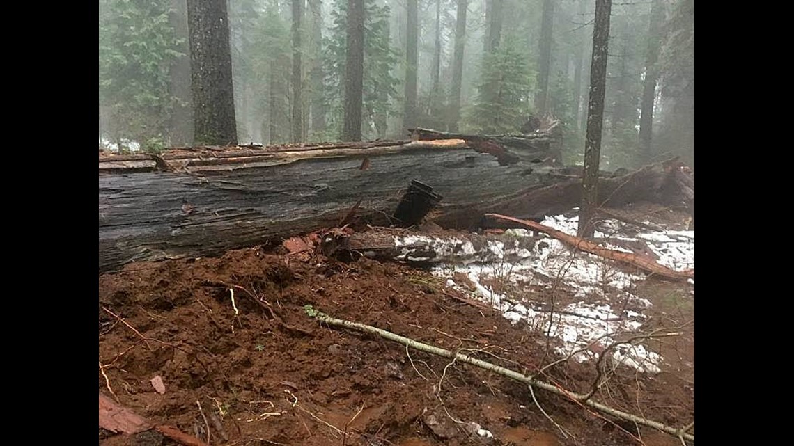 California's famous 'drive-thru' sequoia toppled by storms | cbs8.com