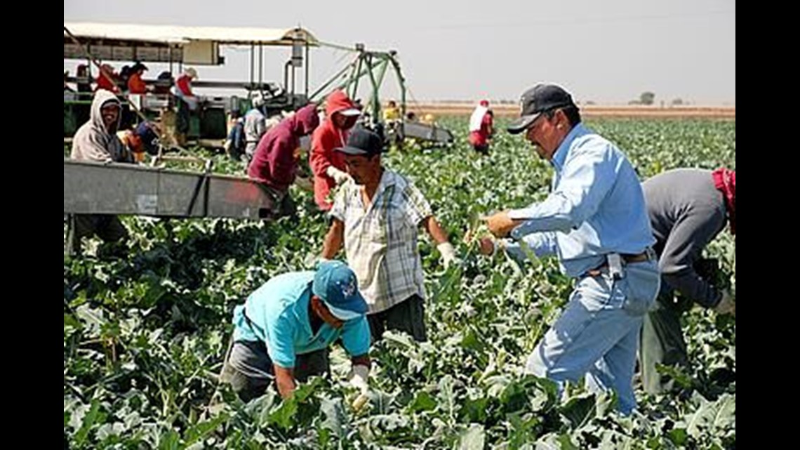 Immigrant farm workers' challenge: Take our jobs | cbs8.com