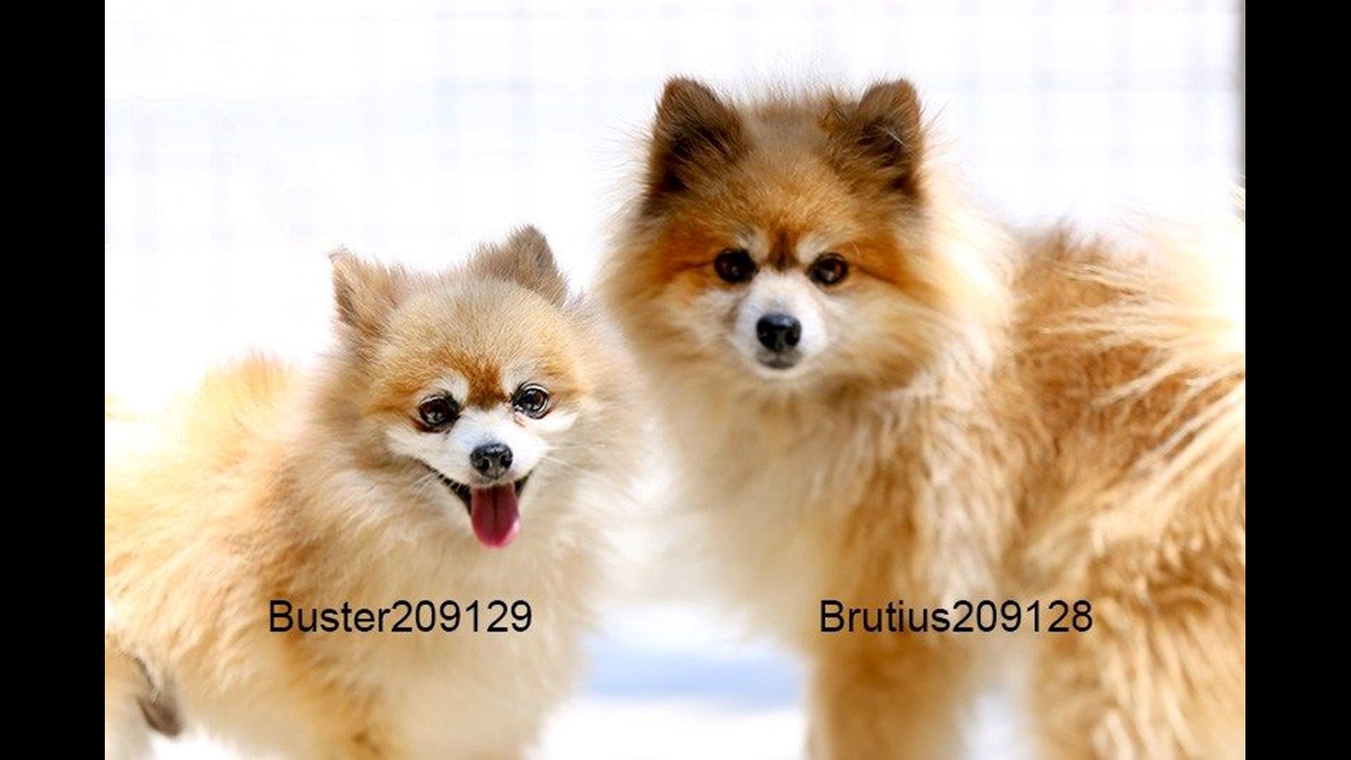 Brutus and Buster: 11-year-old Pomeranians are looking for a new home ...