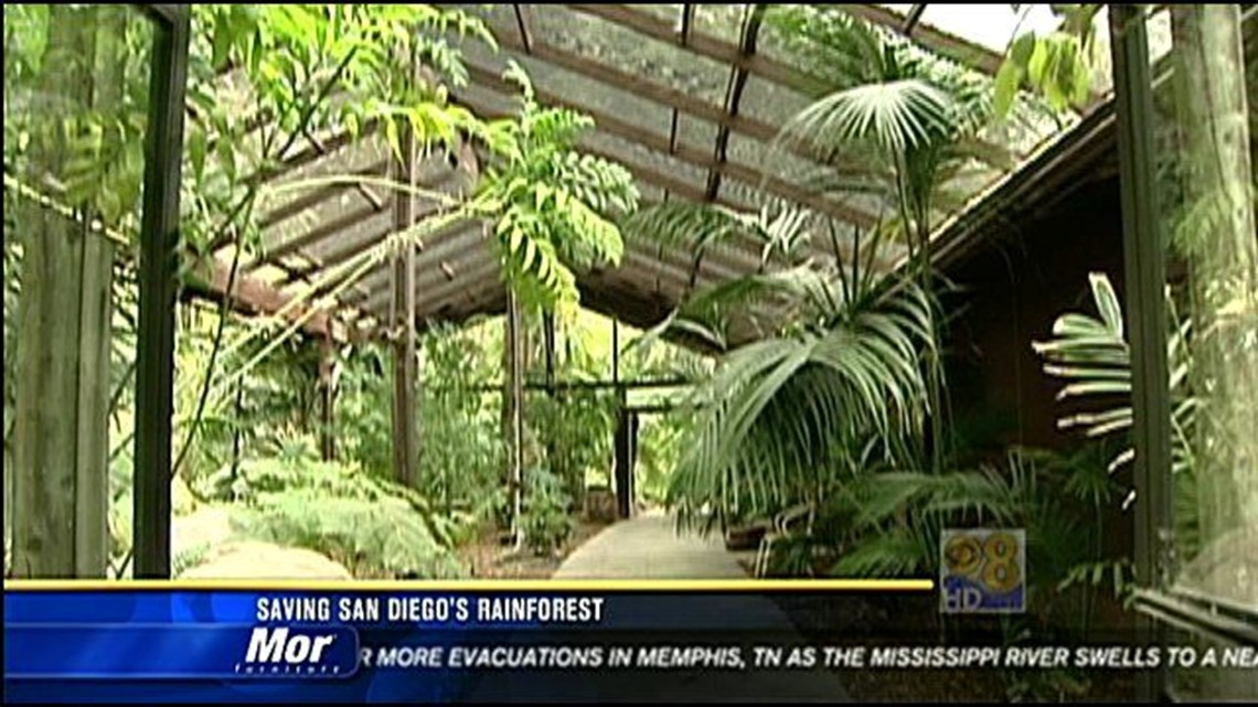 Darian Garden: Saving San Diego's rainforest | cbs8.com