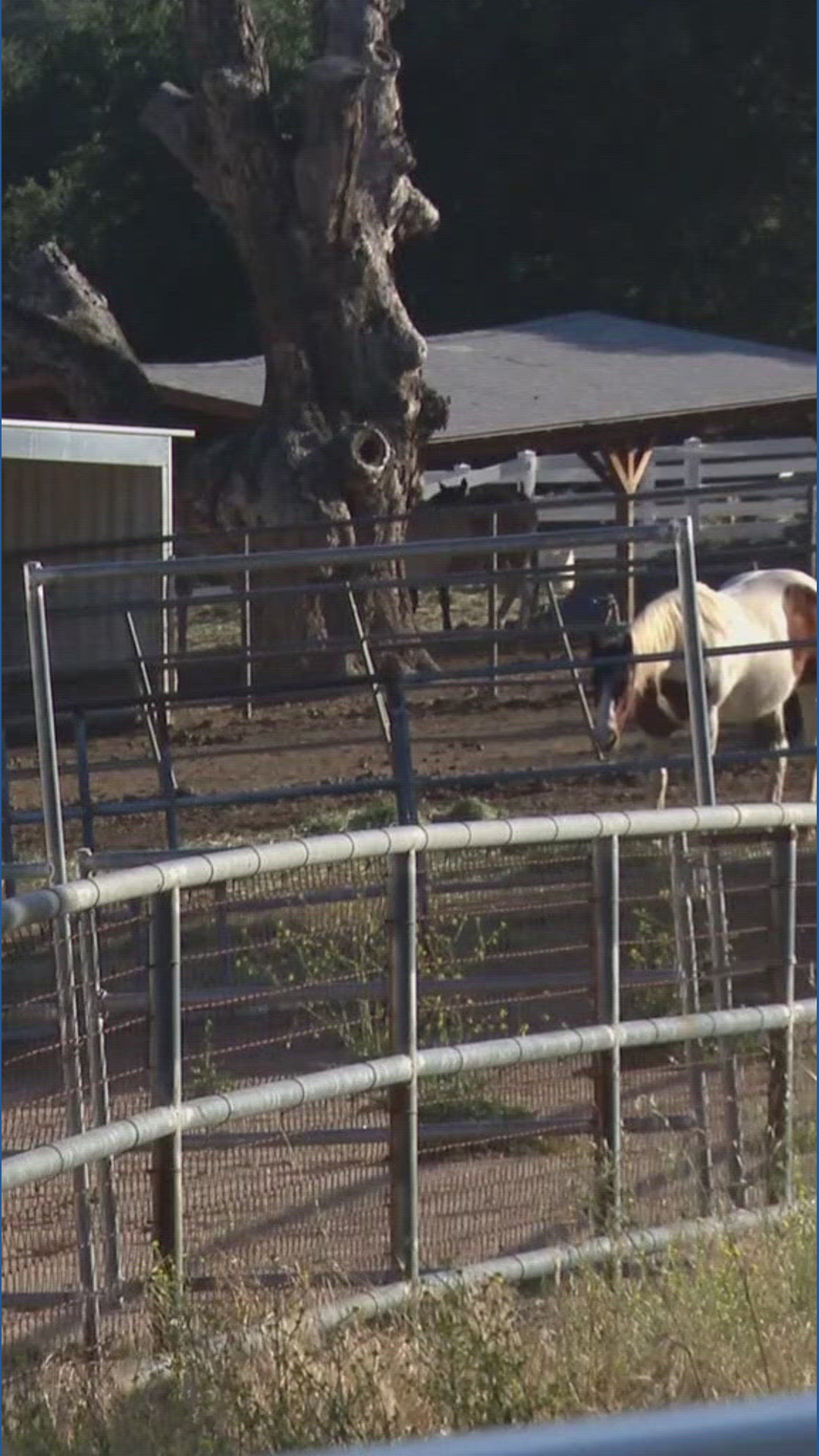 San Diego Humane Society leads mass rescue at Julian animal sanctuary ...