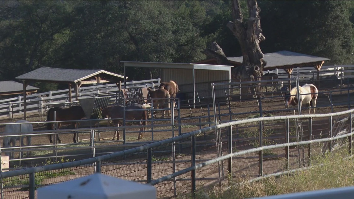 San Diego Humane Society leads mass rescue at Julian animal sanctuary ...