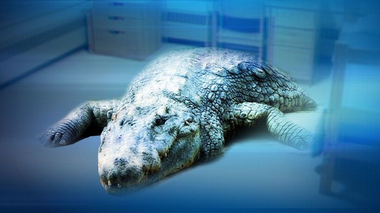 Dead gator in Florida dorm room means warning for students | cbs8.com