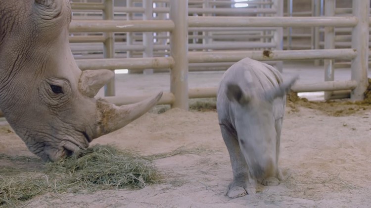 Southern white rhino calf, conceived through artificial insemination ...