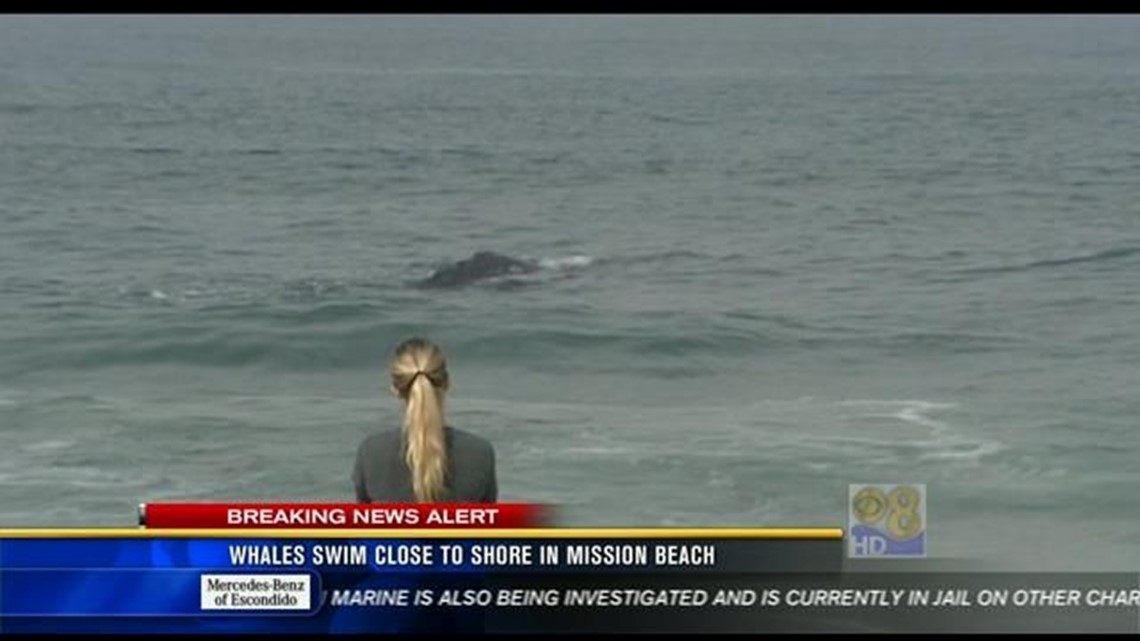 Whales swim close to shore in Mission Beach | cbs8.com