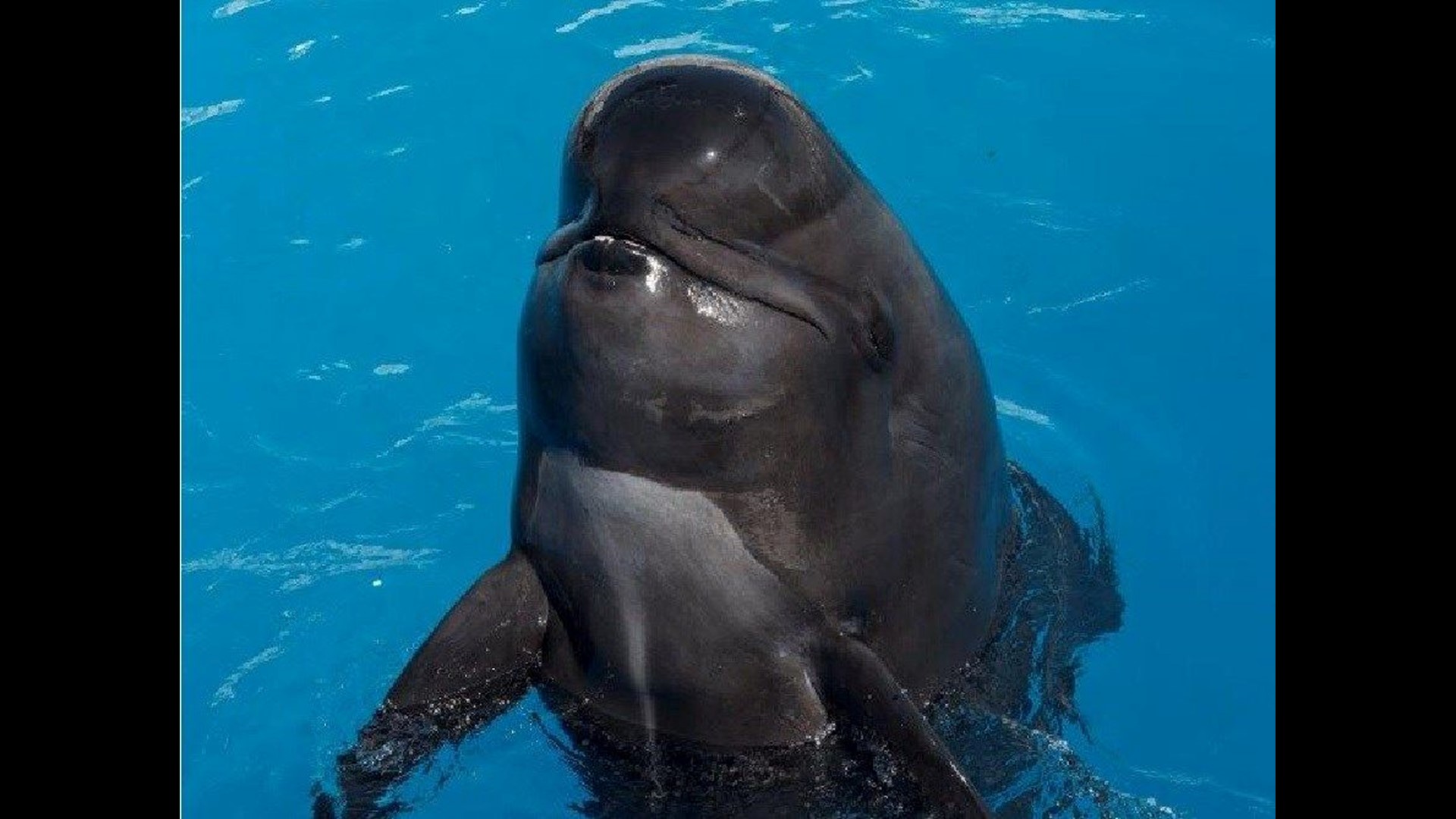 Bubbles the pilot whale dies at SeaWorld | cbs8.com