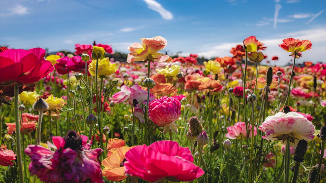 First day of spring San Diego | cbs8.com
