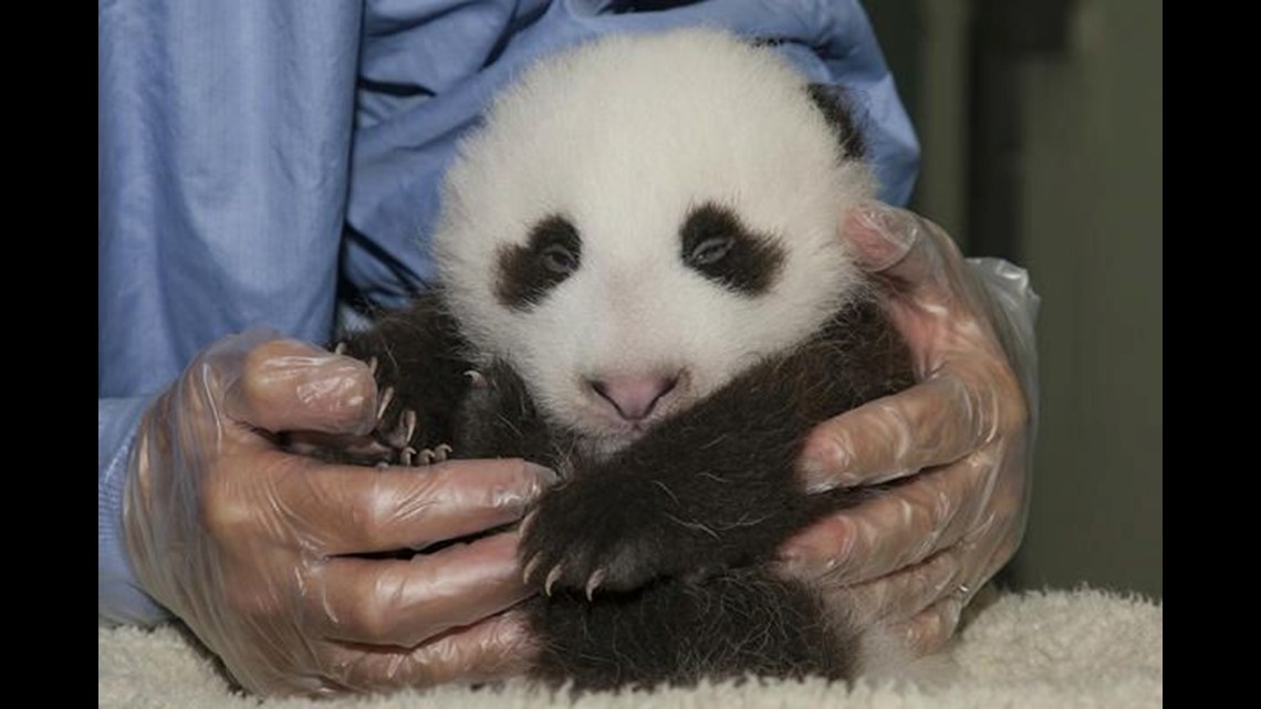 Panda cub opens eyes and ear | cbs8.com
