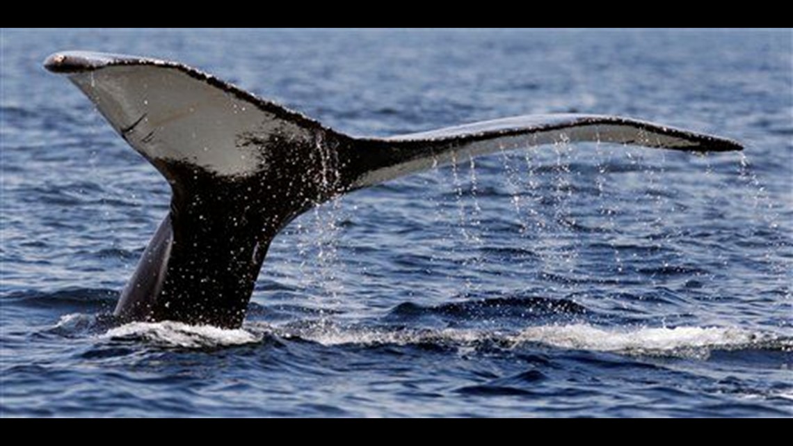 Scientists say radiation leaving whales sunburned | cbs8.com