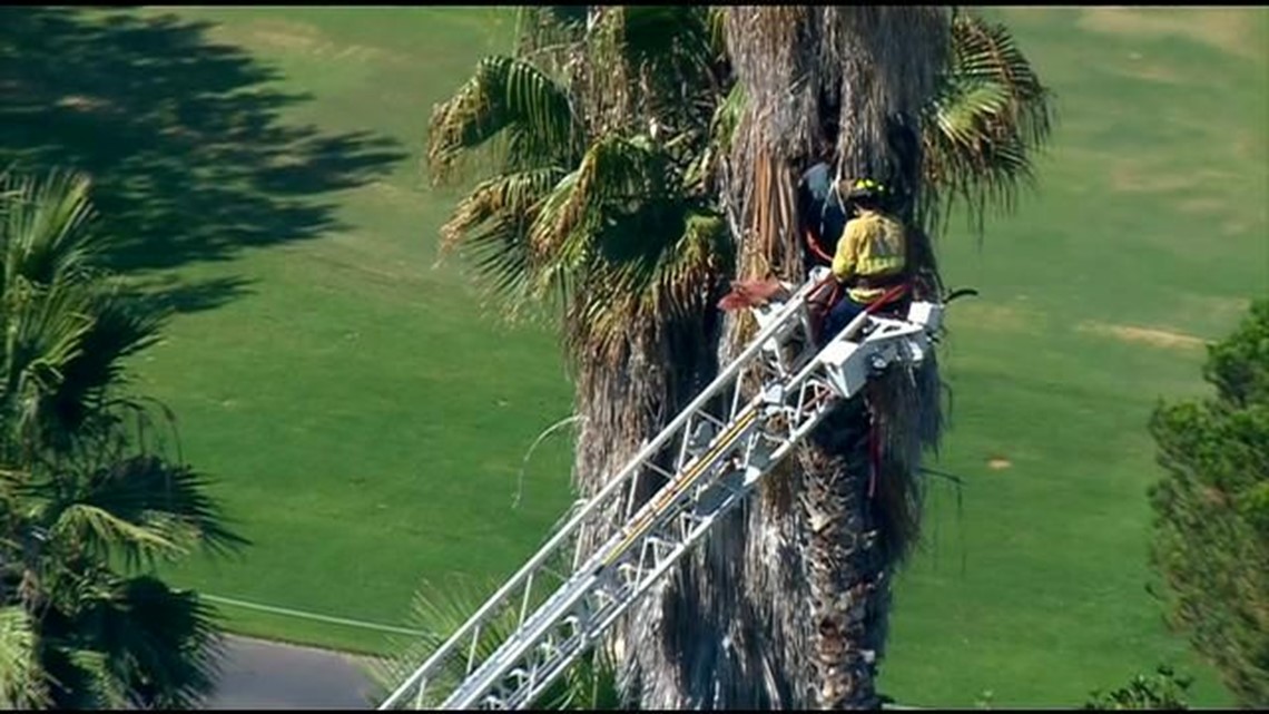 Firefighters rescue man stuck in 40-foot palm tree in Rancho Bernardo ...