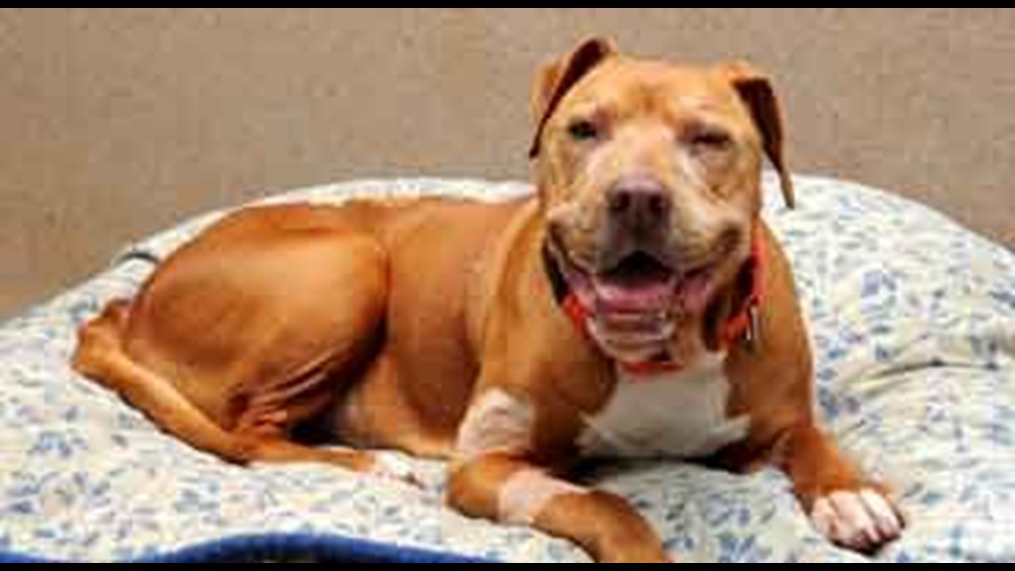 Coco: Mellow companion needs loving home | cbs8.com