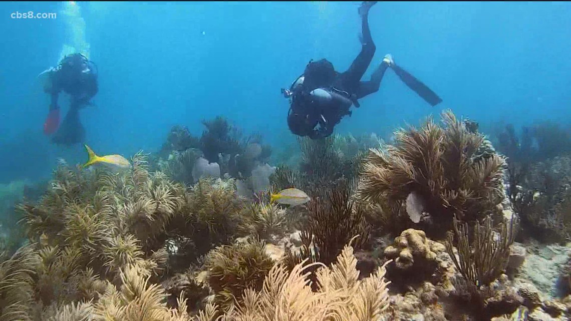 Global warming and carbon emissions destroy earth's coral reefs | cbs8.com