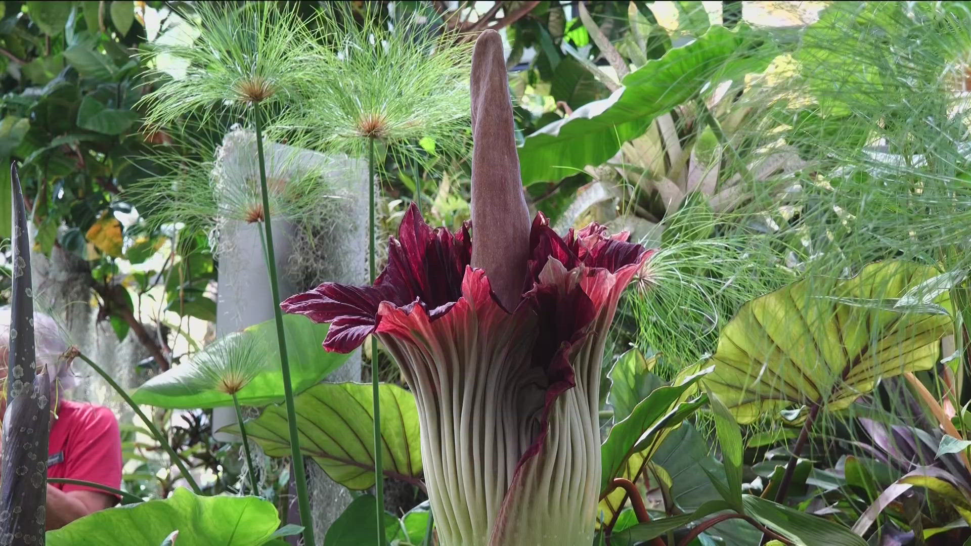 Rare corpse flower blooms at San Diego Botanic Garden | cbs8.com