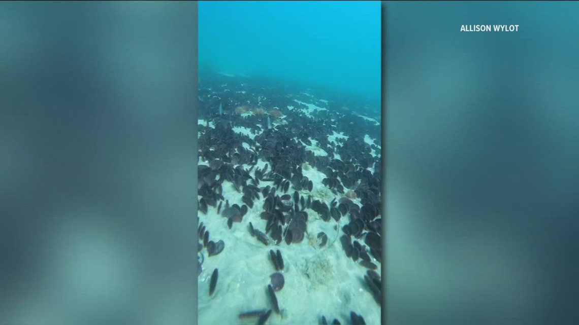 Living sand dollars create underwater wonderland at La Jolla Shores ...