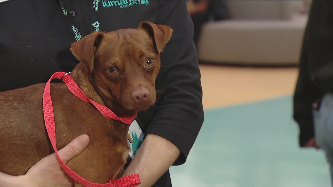 Video shows chihuahua dodging traffic on San Diego freeway | cbs8.com