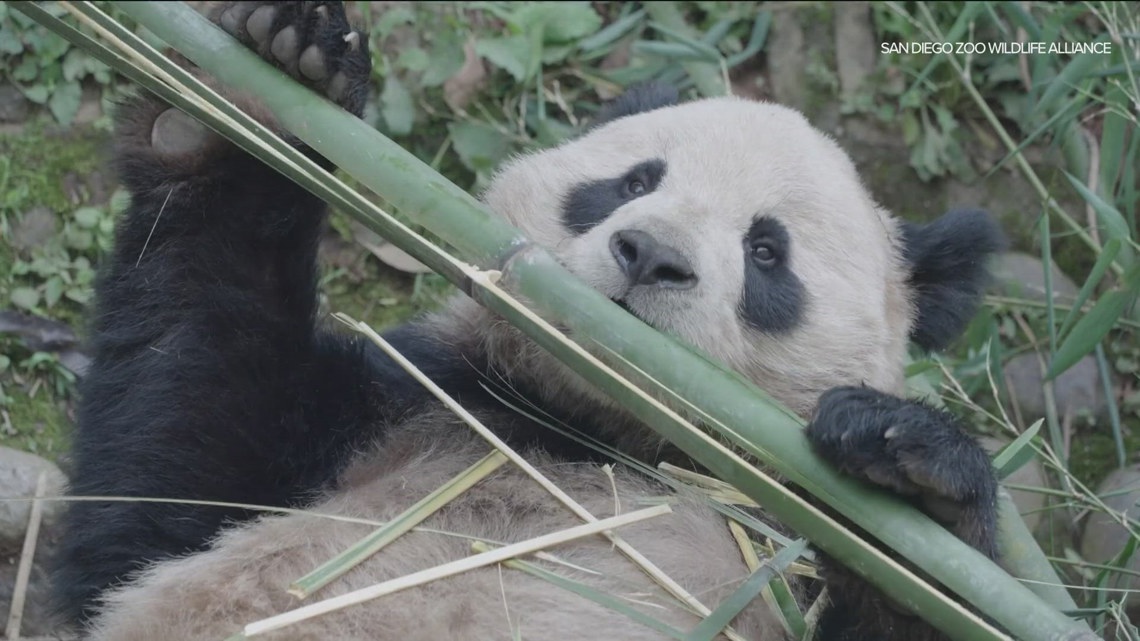 Yun Chuan and Xin Bao | Here’s a look at the giant pandas’ favorite ...