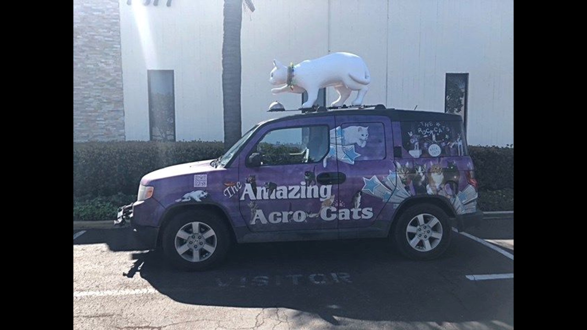 Meet the Amazing Acro-Cats | cbs8.com