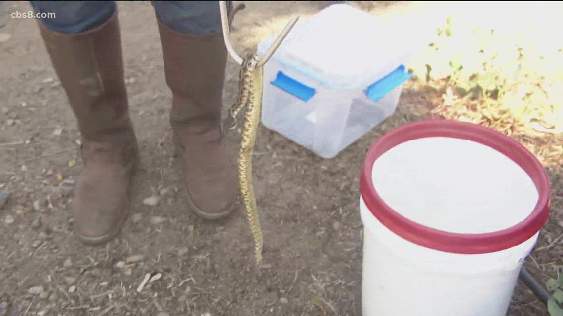Rattlesnake removal is big business on hot days | cbs8.com
