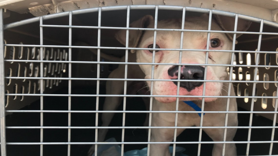 Dogs being evacuated to San Diego from Louisiana before Hurricane Delta ...