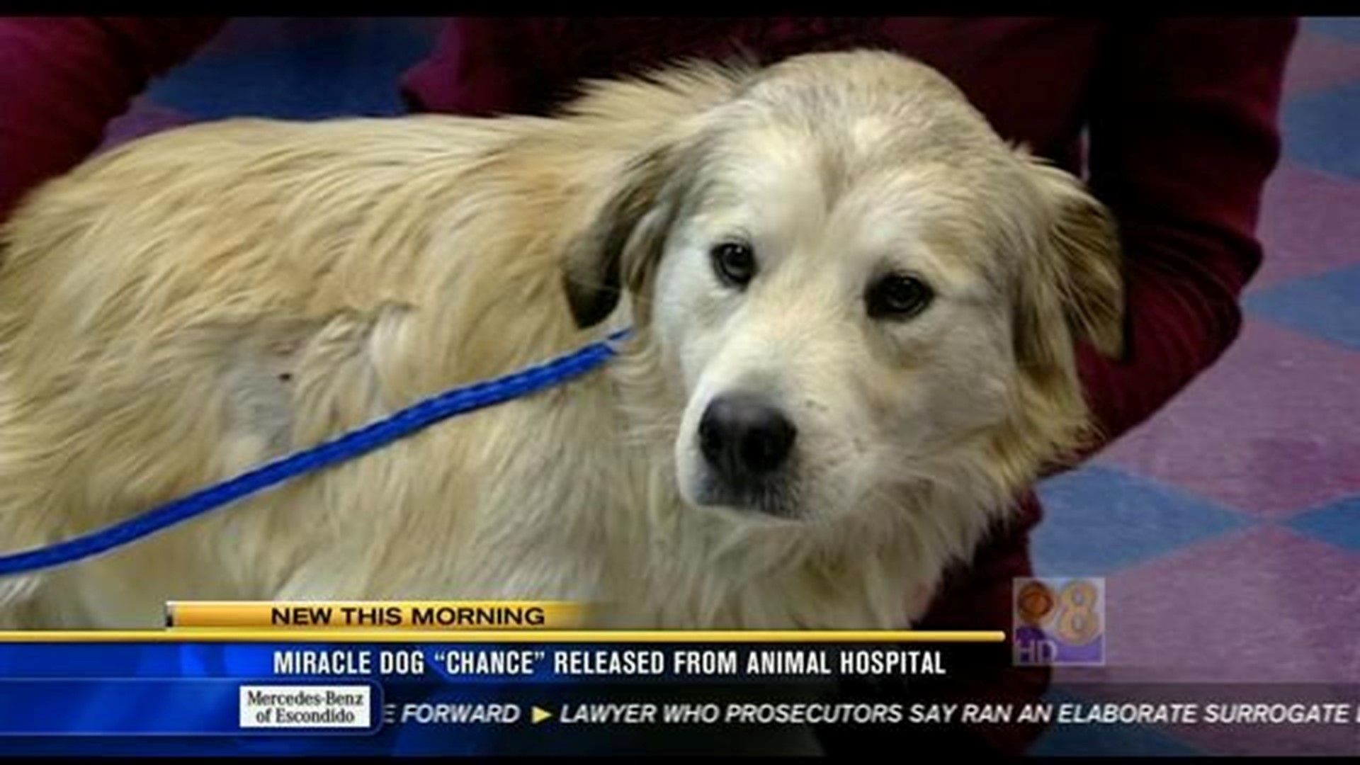 Miracle dog Chance released from animal hospital | cbs8.com