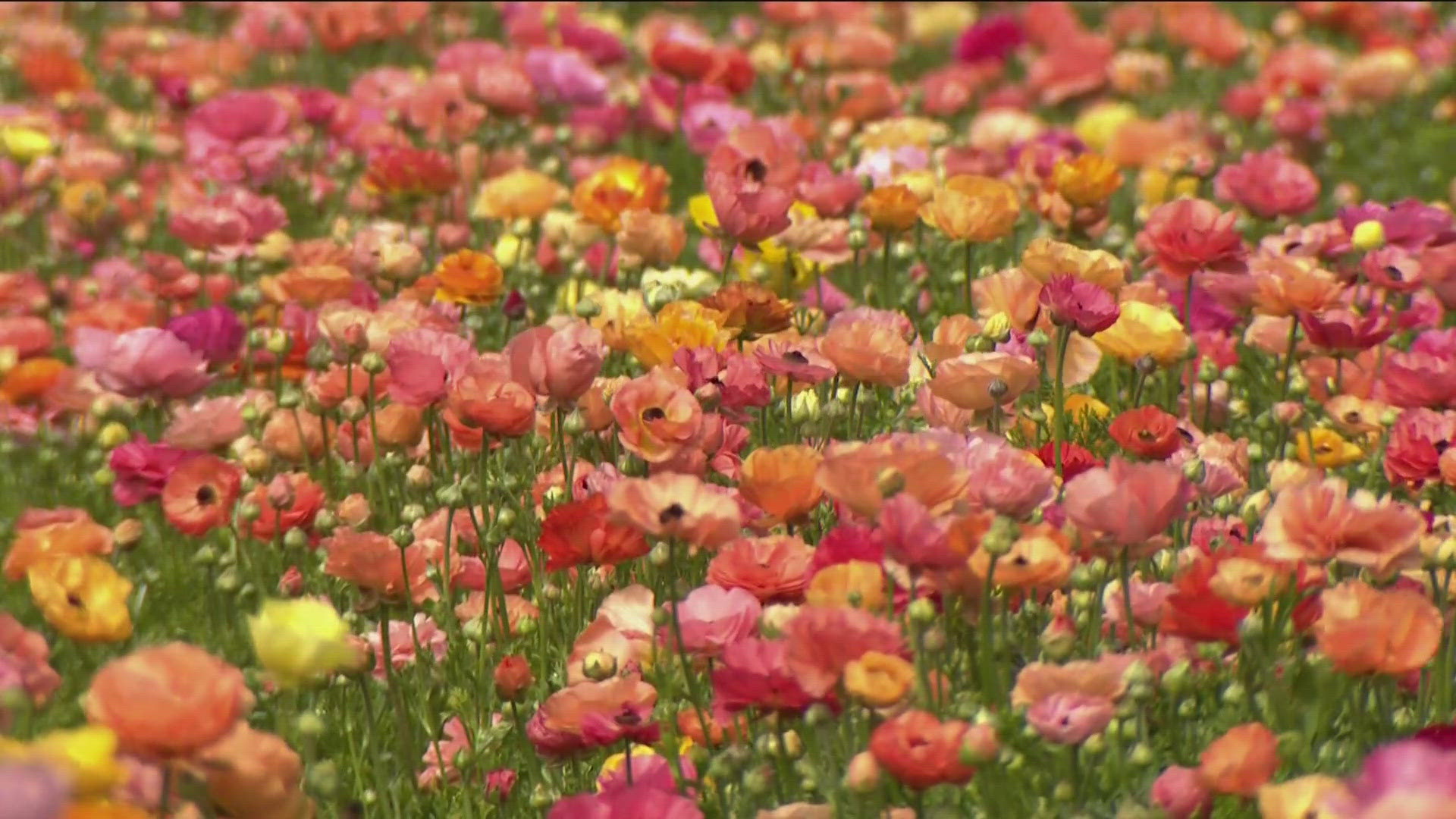 Here's what new attractions are coming to the Carlsbad Flower Fields ...