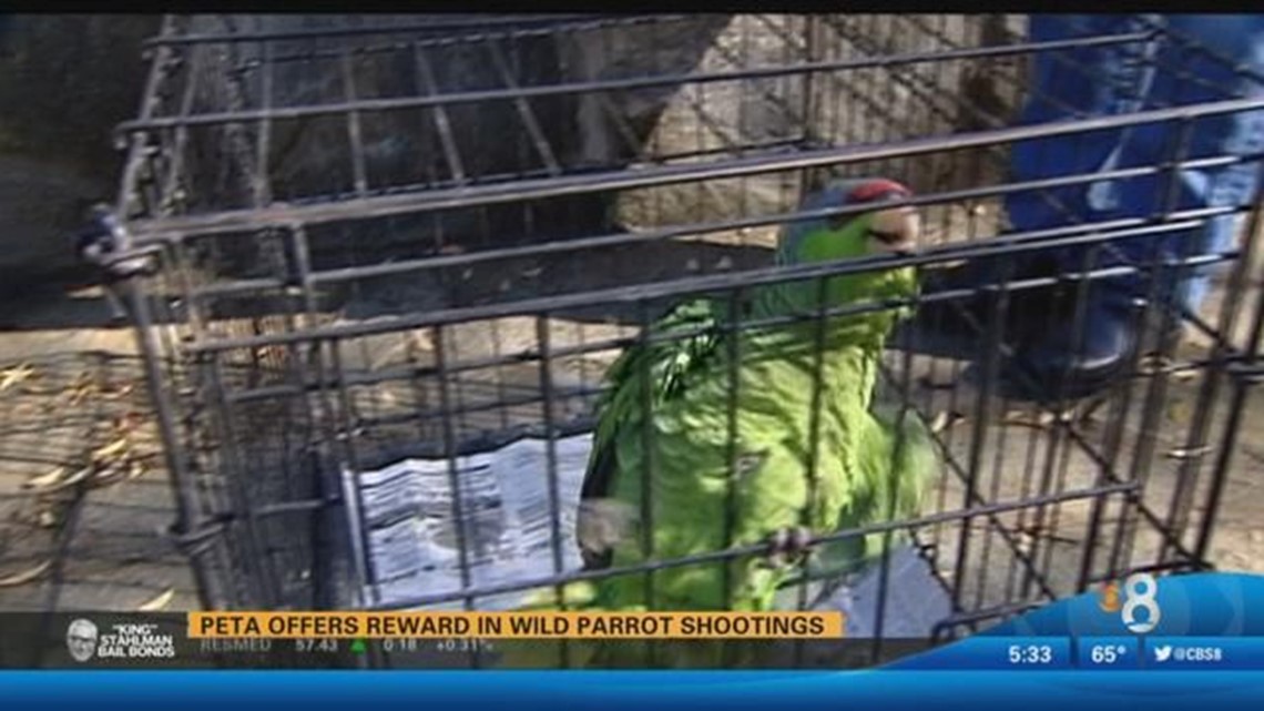 PETA offers reward in wild parrot shootings | cbs8.com
