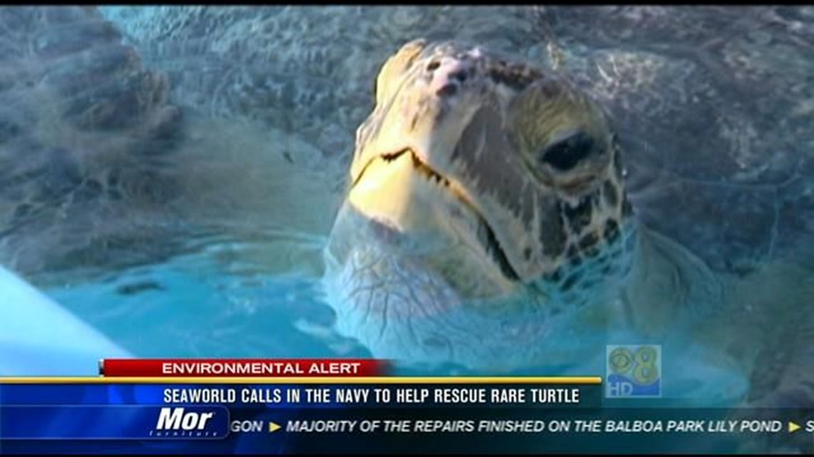 SeaWorld calls in the Navy to help rescue rare turtle | cbs8.com