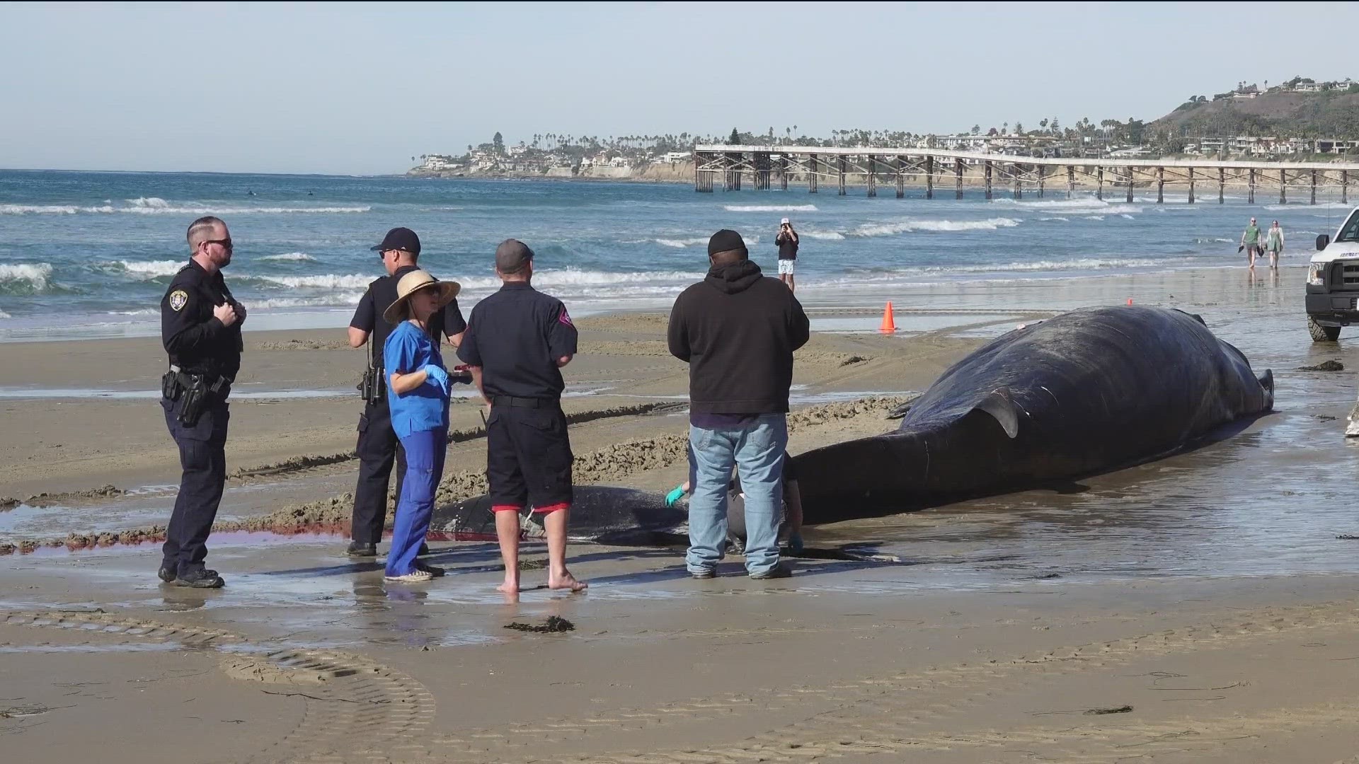 Dead 52 ft. fin whale washes up in Pacific Beach | cbs8.com