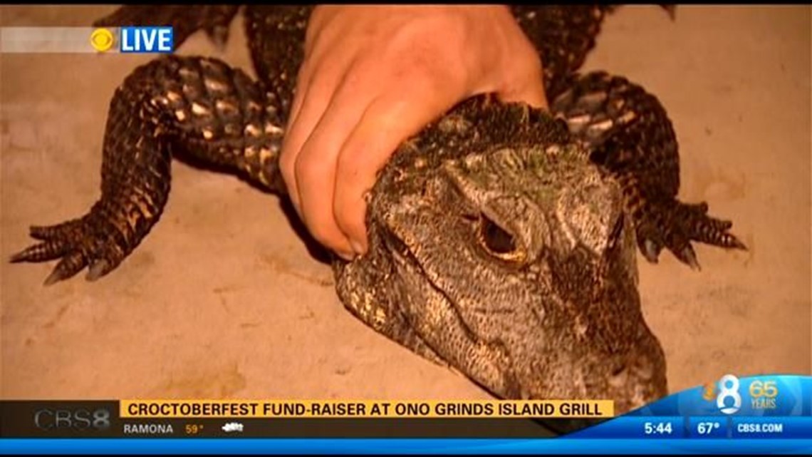 Celebrate Croctoberfest and help an endangered crocodile | cbs8.com
