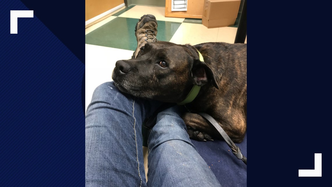 Brian is a big cuddly guy looking for a new best friend | cbs8.com