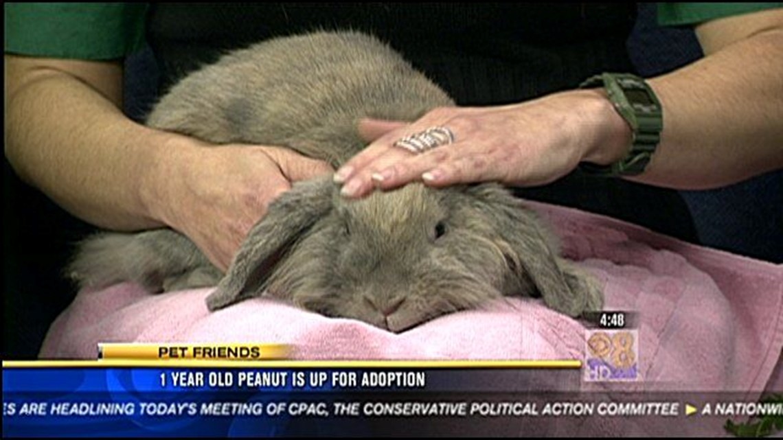 Peanut: Charming bunny | cbs8.com