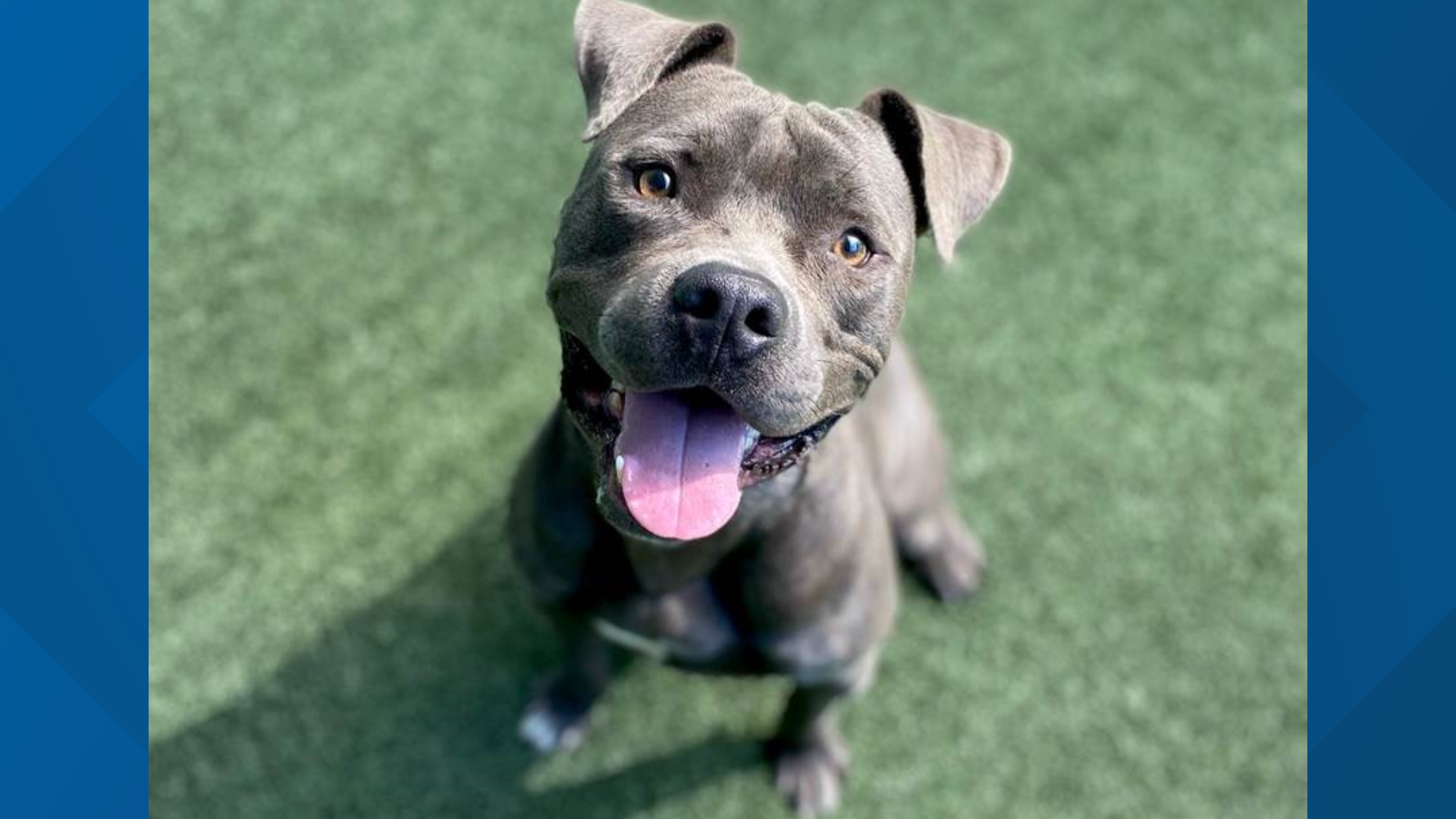Dogs rescued from Hurricane Delta up for adoption in San Diego | cbs8.com