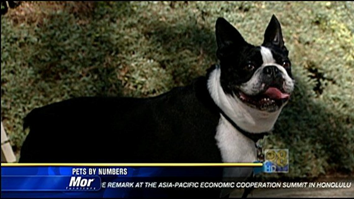 Pets By Numbers Cbs8